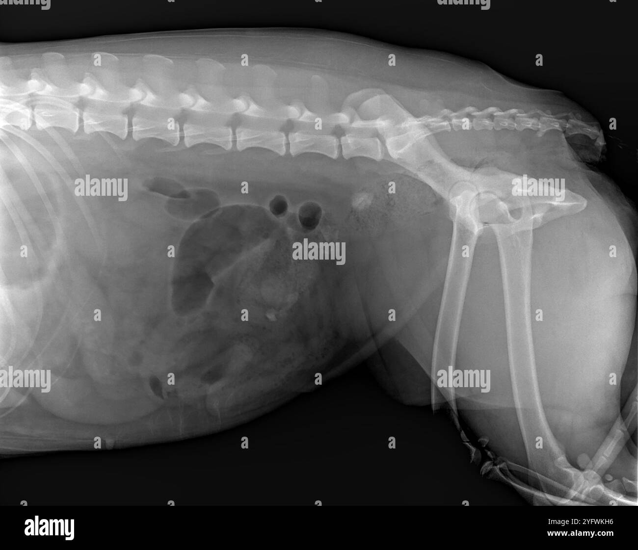 Dog x ray abdomen hi-res stock photography and images - Alamy