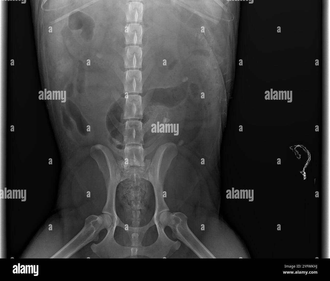 Dog X-ray abdomen Stock Photo - Alamy