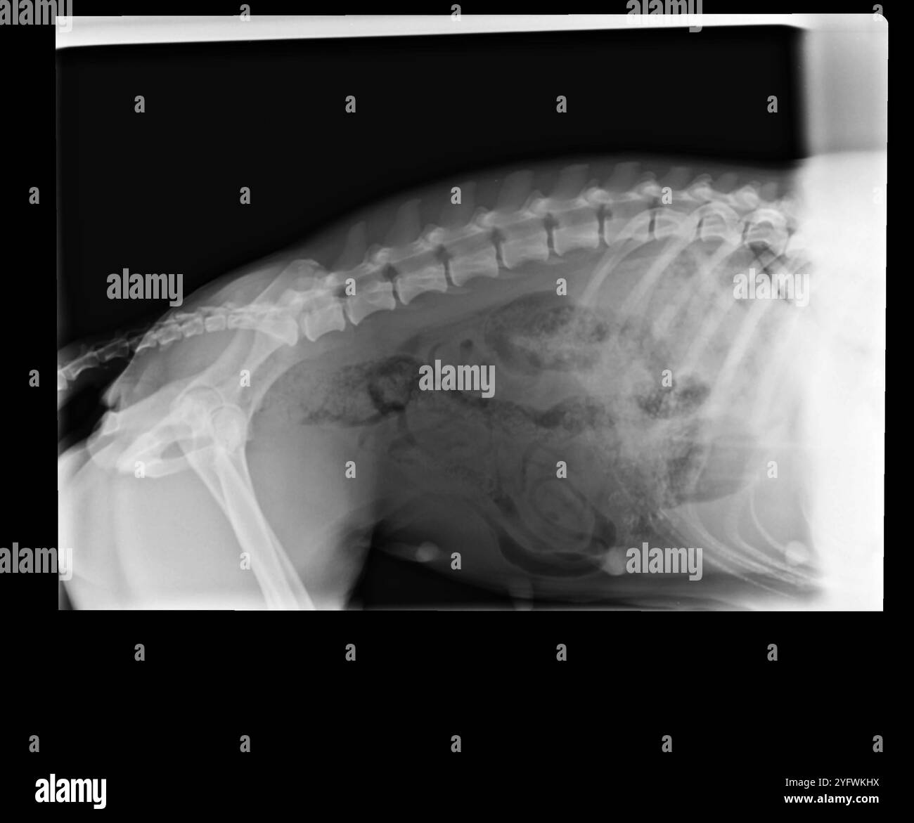 Dog X-ray abdomen Stock Photo - Alamy