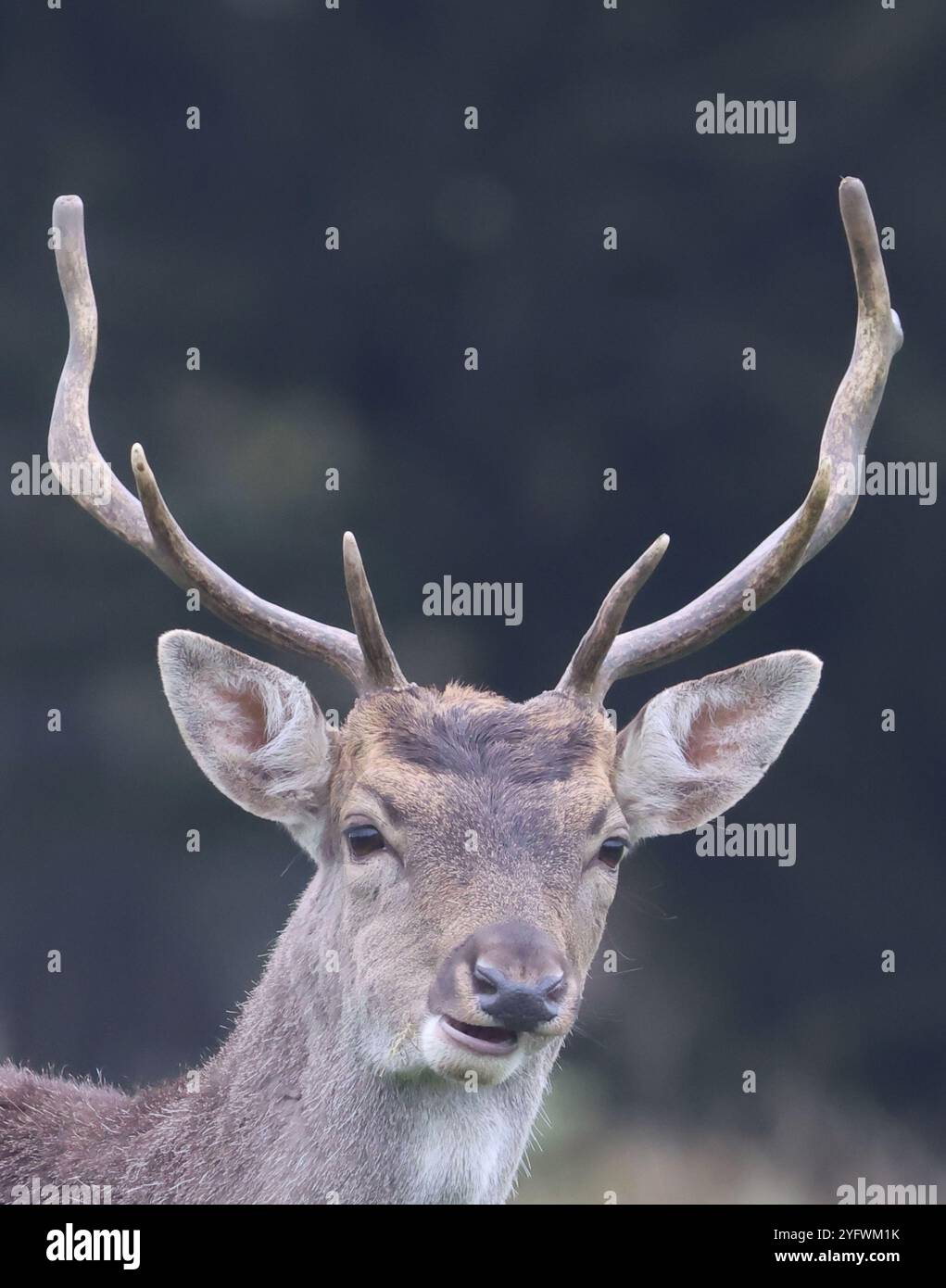 Stag Deer at Dagnam Park The Manor Harold Hill Romford Essex on 5th ...