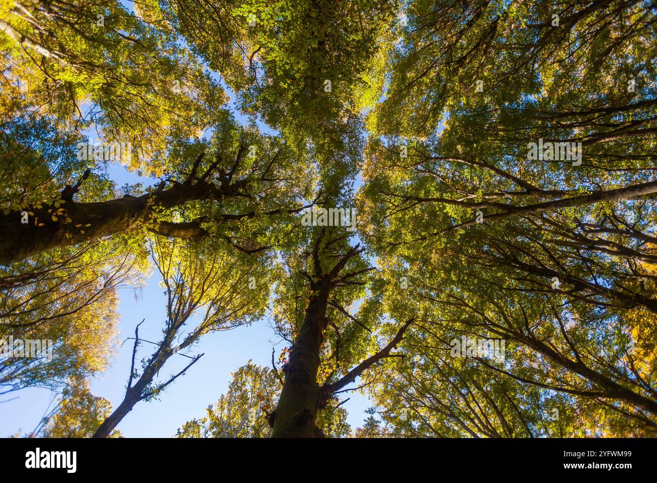 Forest canopy exploration hi-res stock photography and images - Alamy