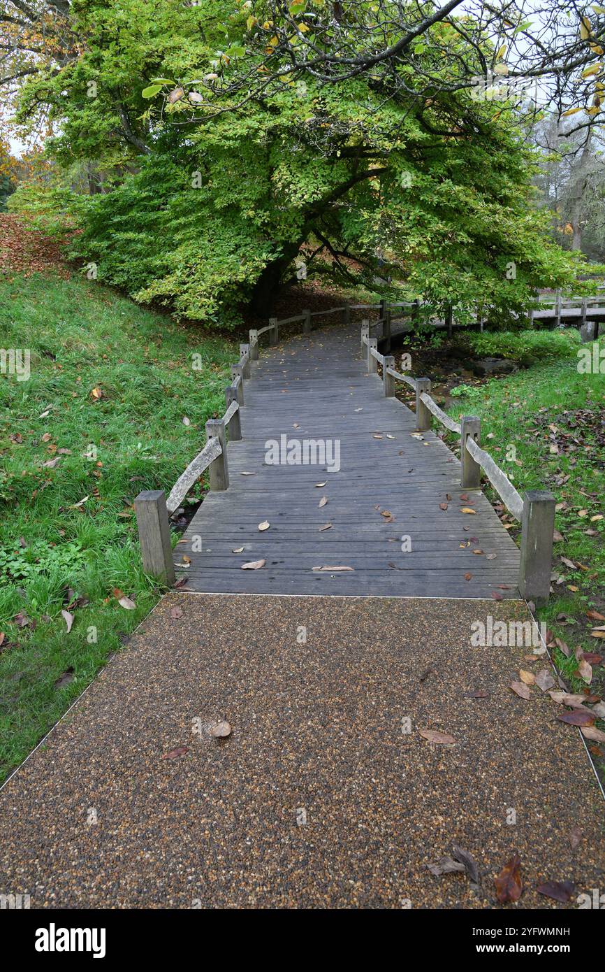 Woodland paths and steps hi-res stock photography and images - Alamy