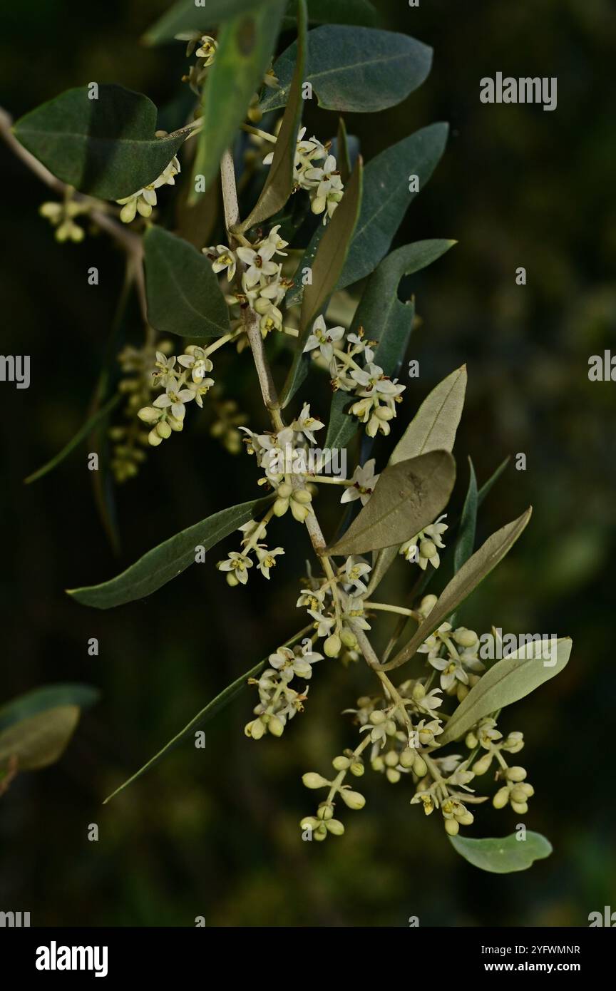 Blooming branch of an olive tree (Olea europaea) with many flowers ...