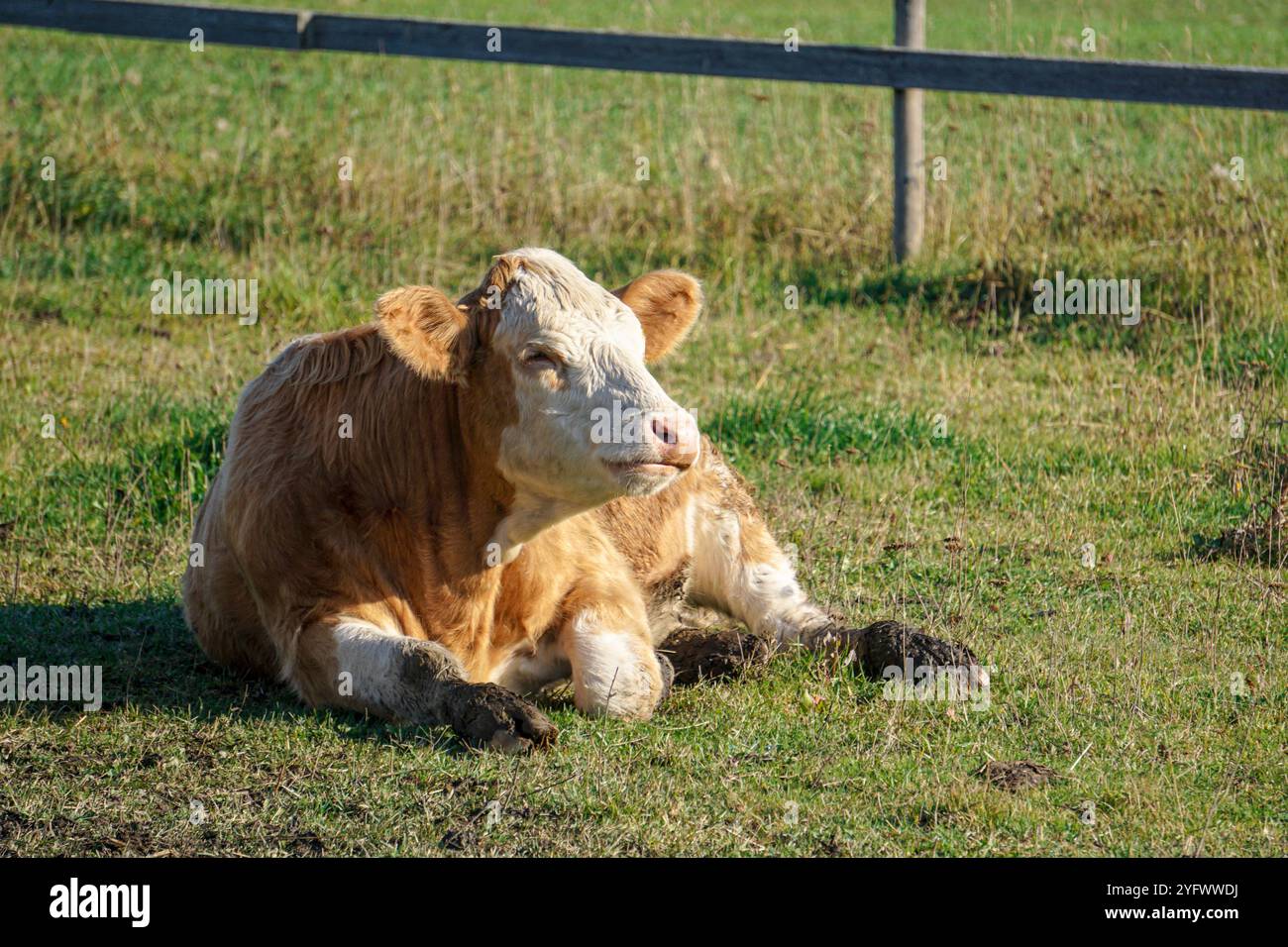 Calf laying on ground hi-res stock photography and images - Alamy
