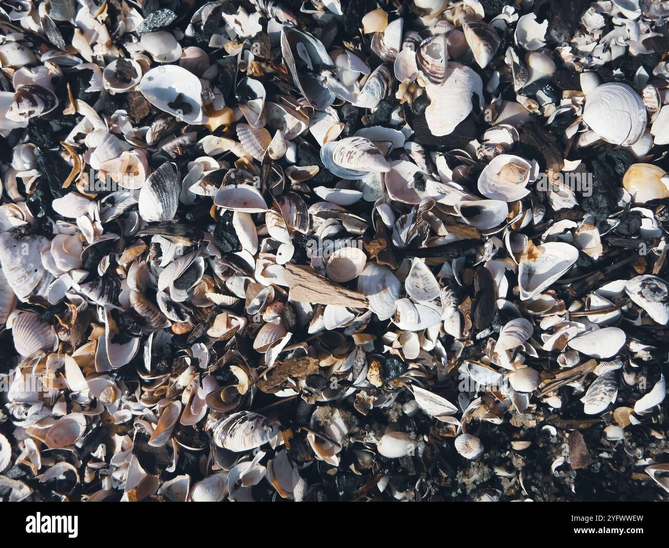 A lot of shells on the beach Stock Photo - Alamy