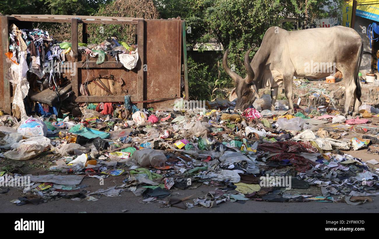 Rummaging for food hi-res stock photography and images - Alamy