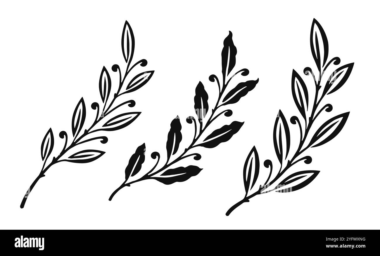 Laurel branch with bay leaves and berries. Decorative floral pattern ...