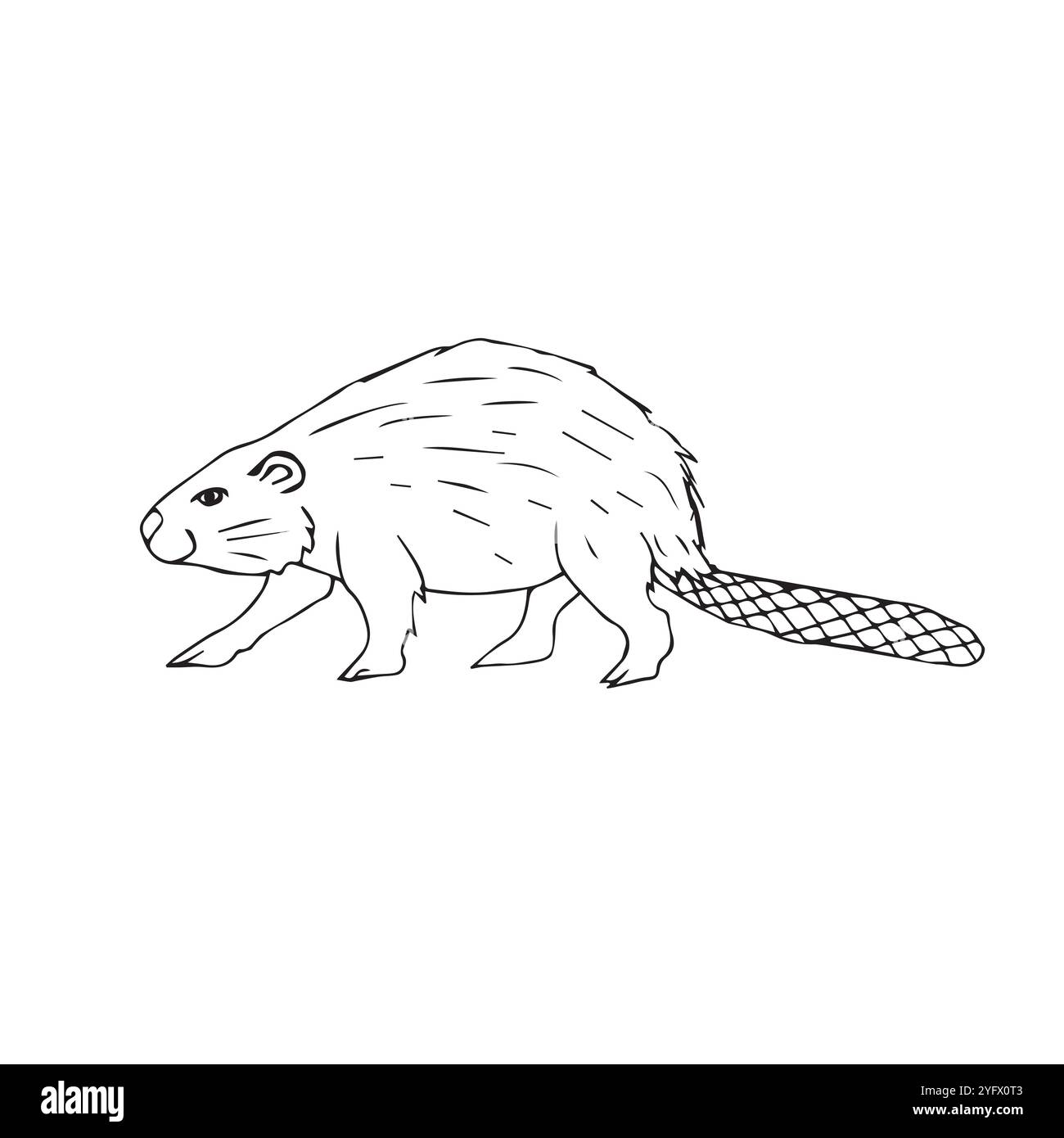 Vector hand drawn sketch doodle outline beaver isolated on white ...