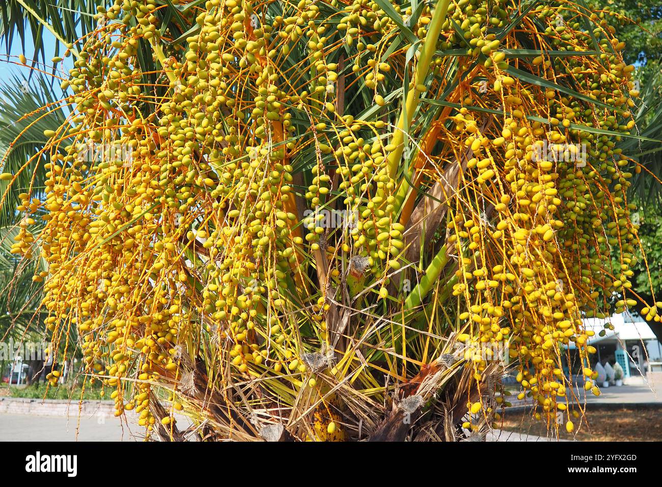 Ripening dates fruit on a palm tree branches, Phoenix dactylifera ...