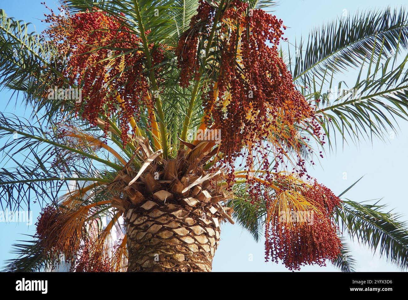 Ripening dates fruit on a palm tree branches, Phoenix dactylifera ...