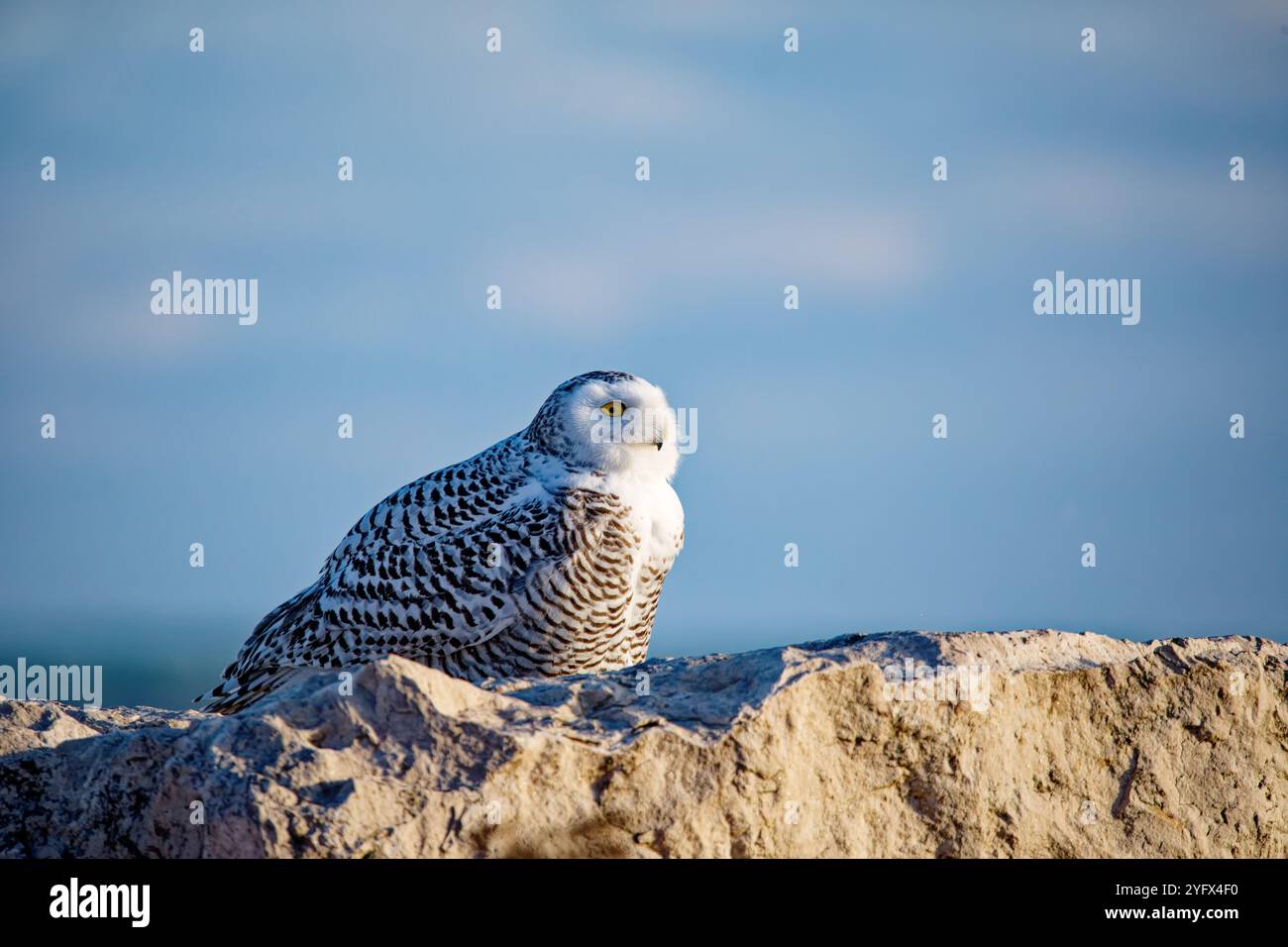 The Snowy owl (Bubo scandiacus), also known as the polar owl, the white owl and the Arctic owl ...