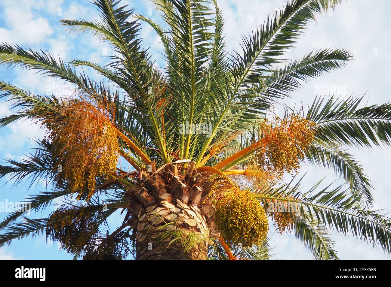 Ripening dates fruit on a palm tree branches, Phoenix dactylifera ...