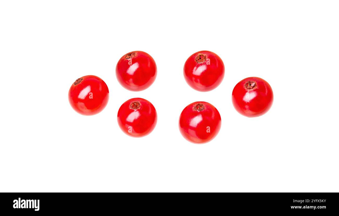 Currant red isolated. Red Currant on white background with clipping ...