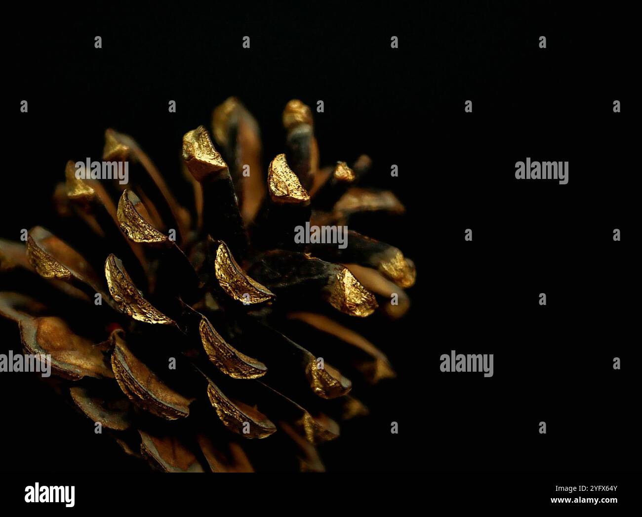 Fir Tree Cones Stock Photo - Alamy