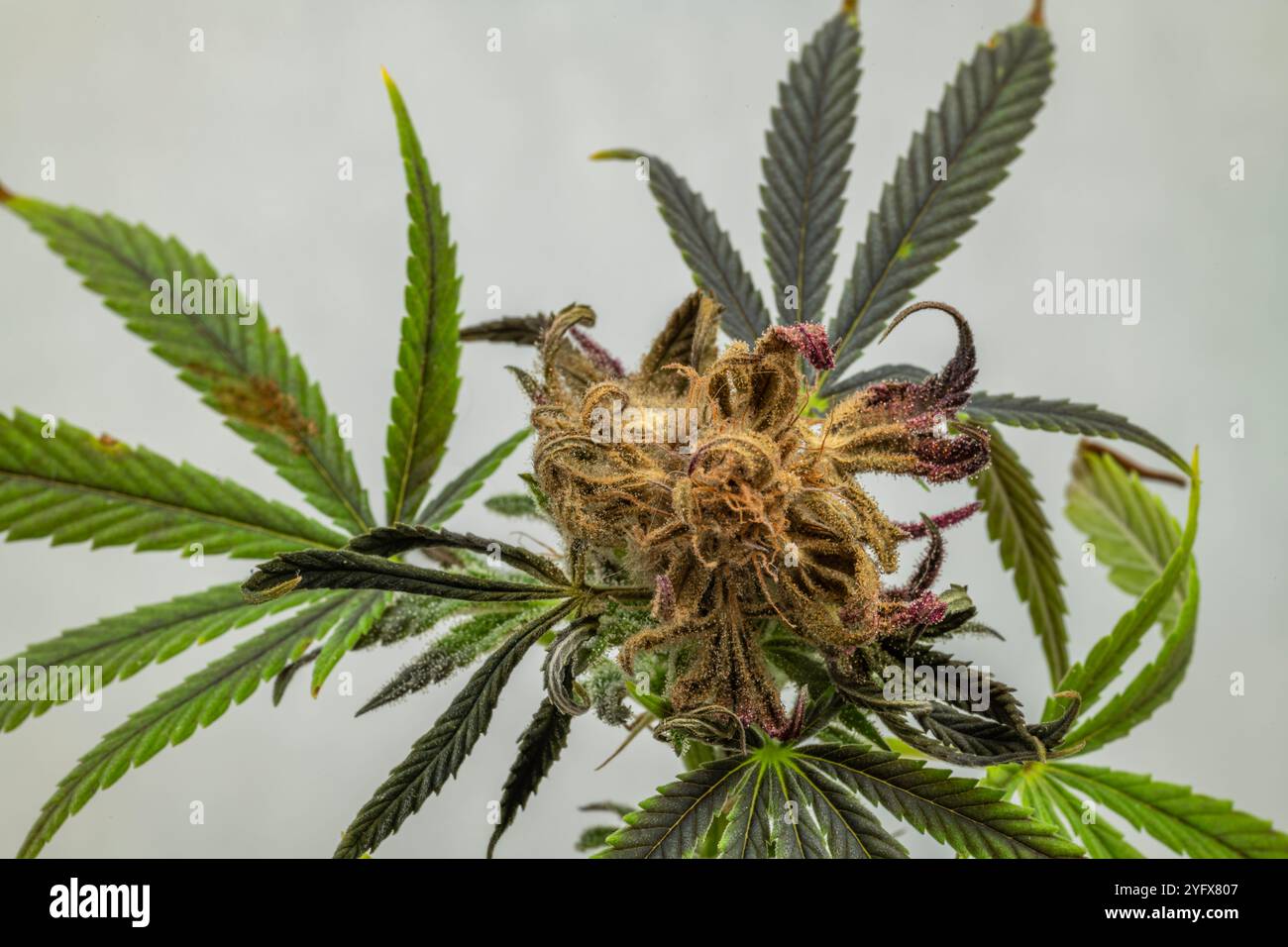 Cheese strain hi-res stock photography and images - Alamy