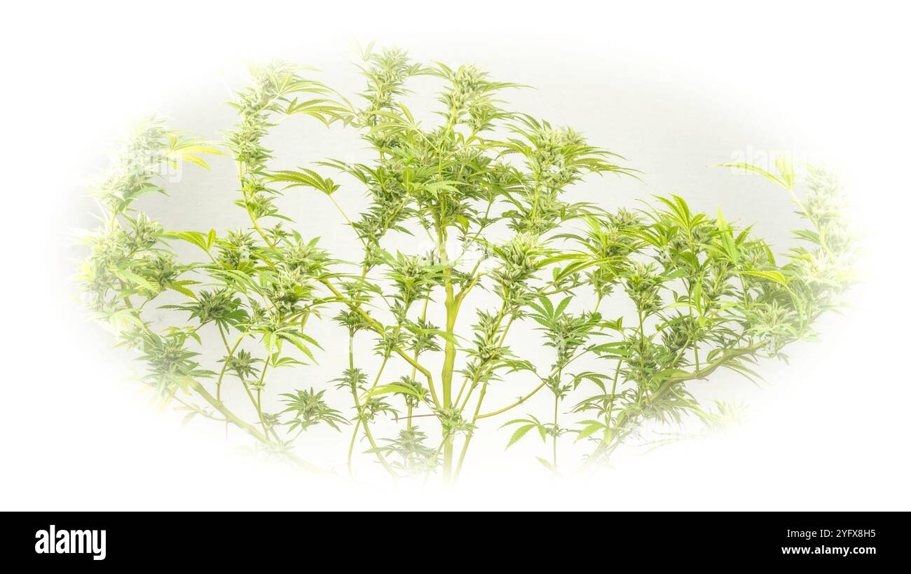 White background with big marijuana flower with plenty of ripened green ...