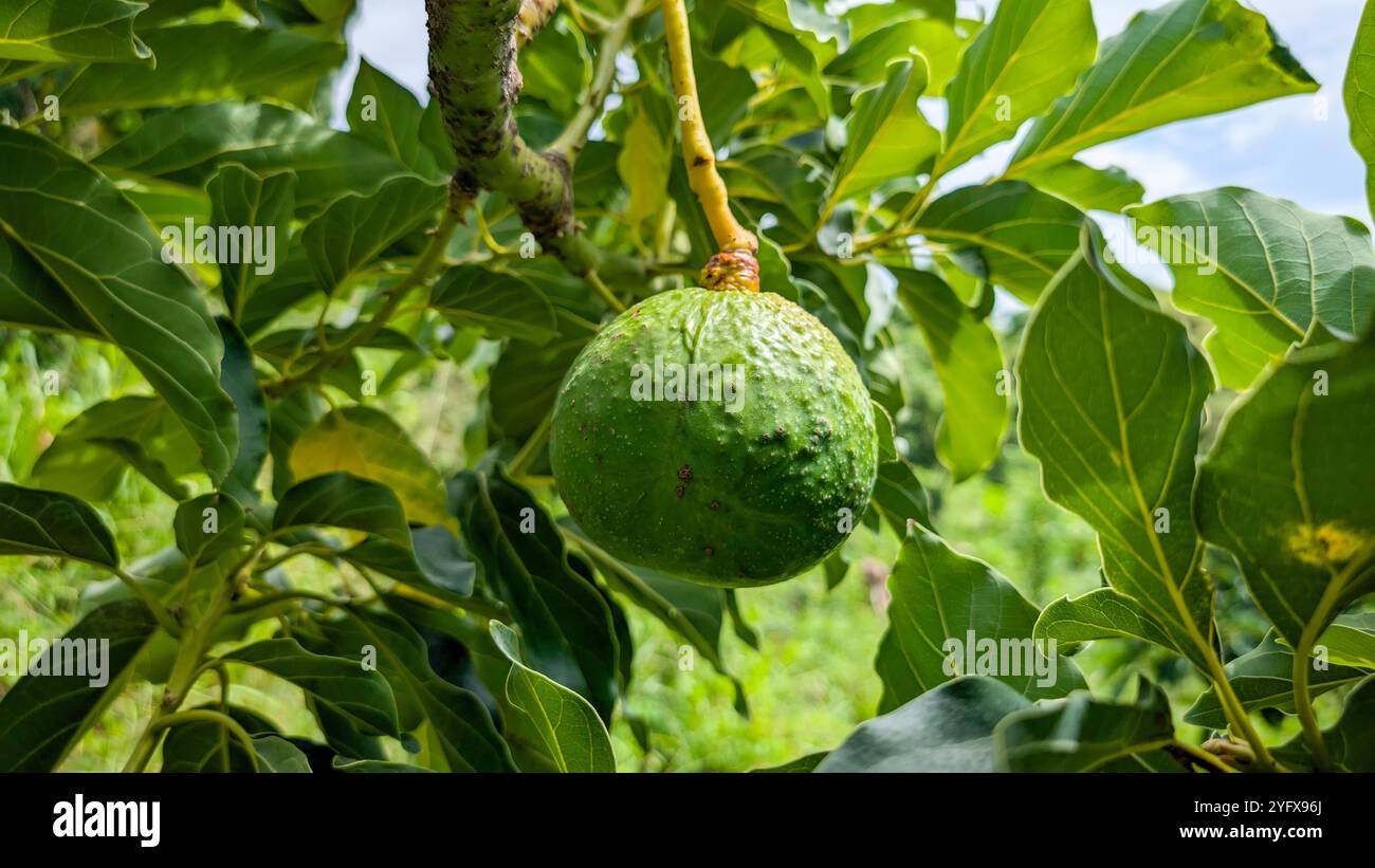Avocado fruit Ina tropical tree. Carla type Stock Photo - Alamy