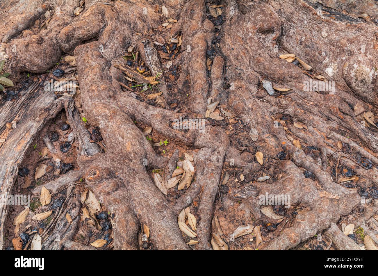 Roots, overgrown silk-cotton and strungler fig trees and ruins at the ...
