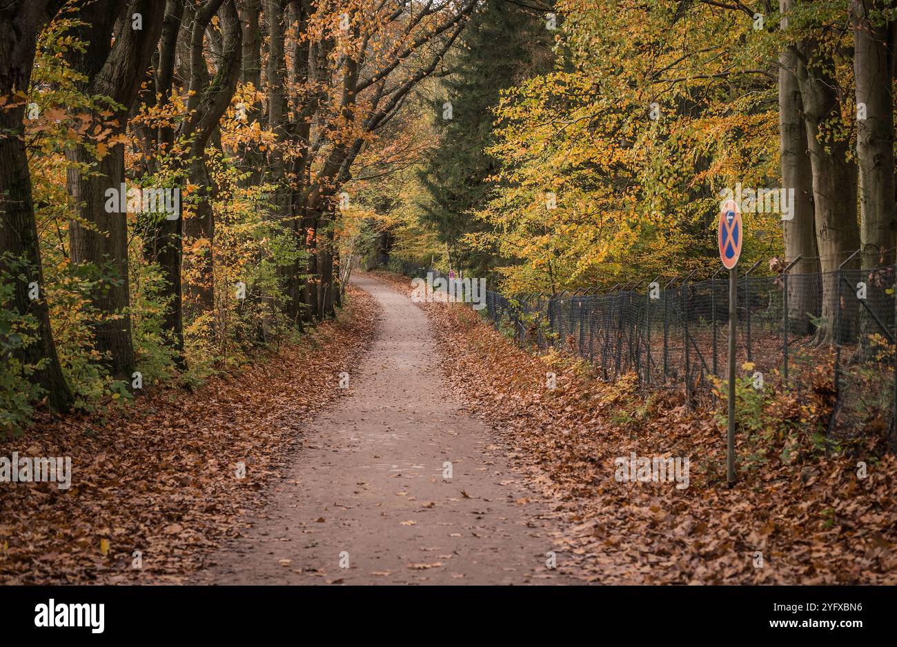 Path in a fall season wood area Stock Photo - Alamy