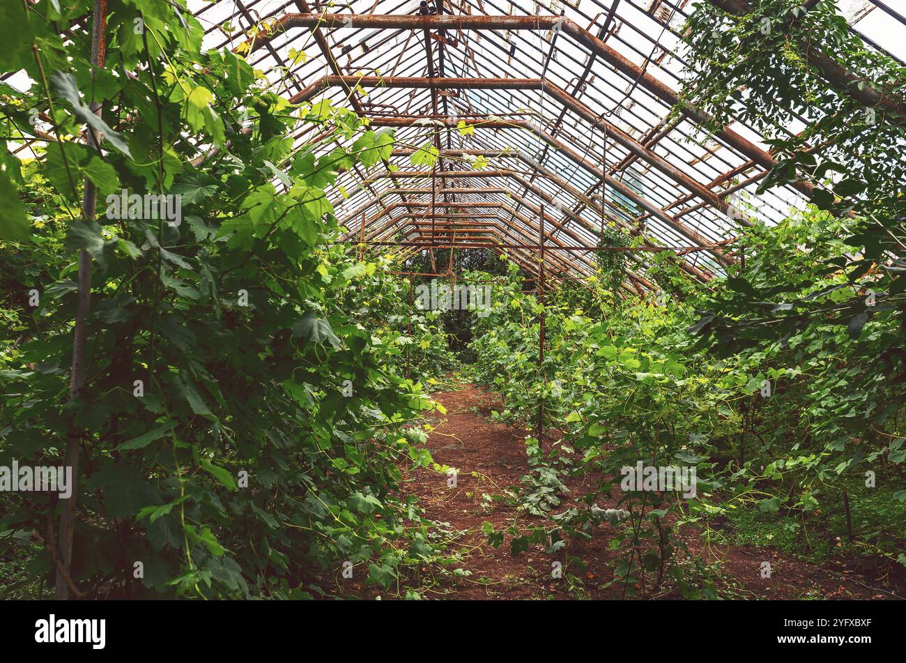 Inside an abandoned greenhouse overgrown with wild grapevines, nature ...