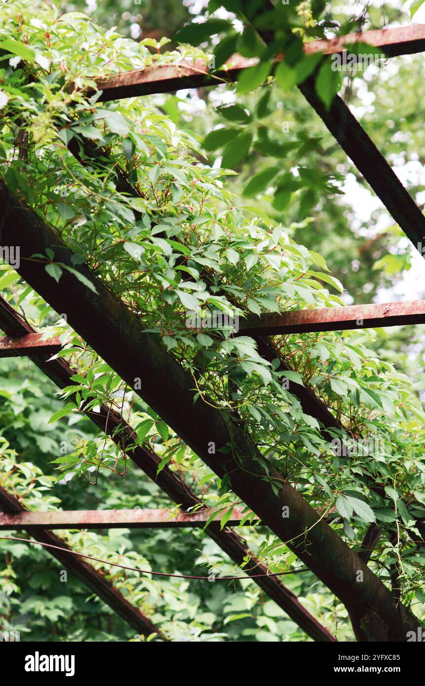 Overgrown vines in an old, abandoned greenhouse, natural beauty in ...