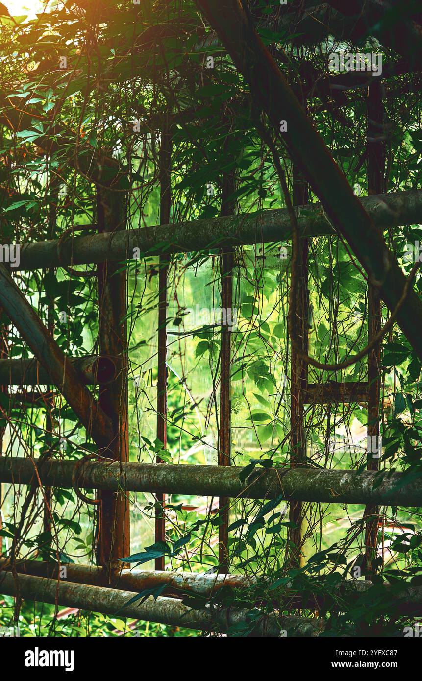 Overgrown vines in an old, abandoned greenhouse, natural beauty in ...