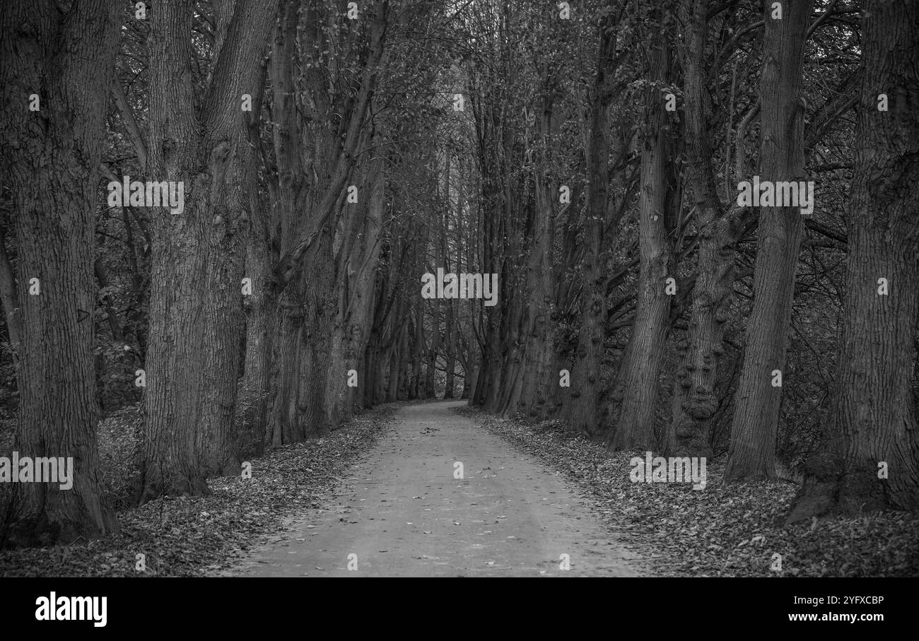 Beautiful autumn road fall season Black and White Stock Photos & Images ...