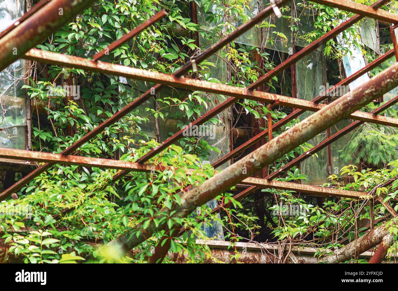 Overgrown vines in an old, abandoned greenhouse, natural beauty in ...