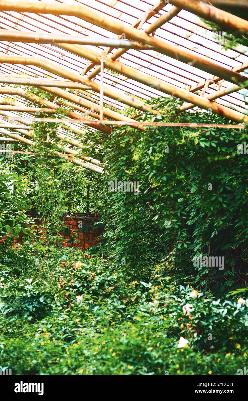 Overgrown vines in an old, abandoned greenhouse, natural beauty in ...