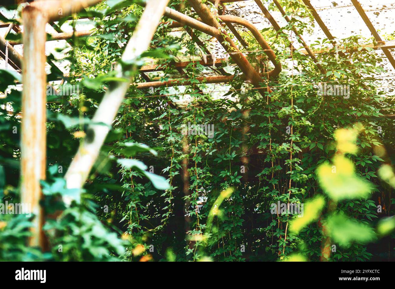 Overgrown vines in an old, abandoned greenhouse, natural beauty in ...