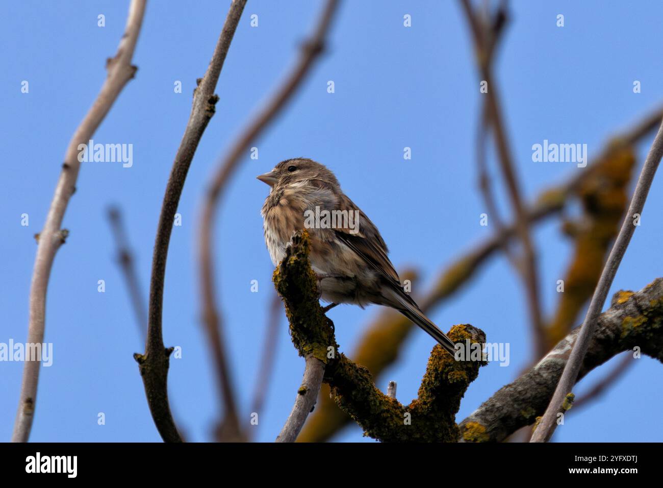 Female Linnet with subtle brown and grey plumage. Feeds on seeds and ...
