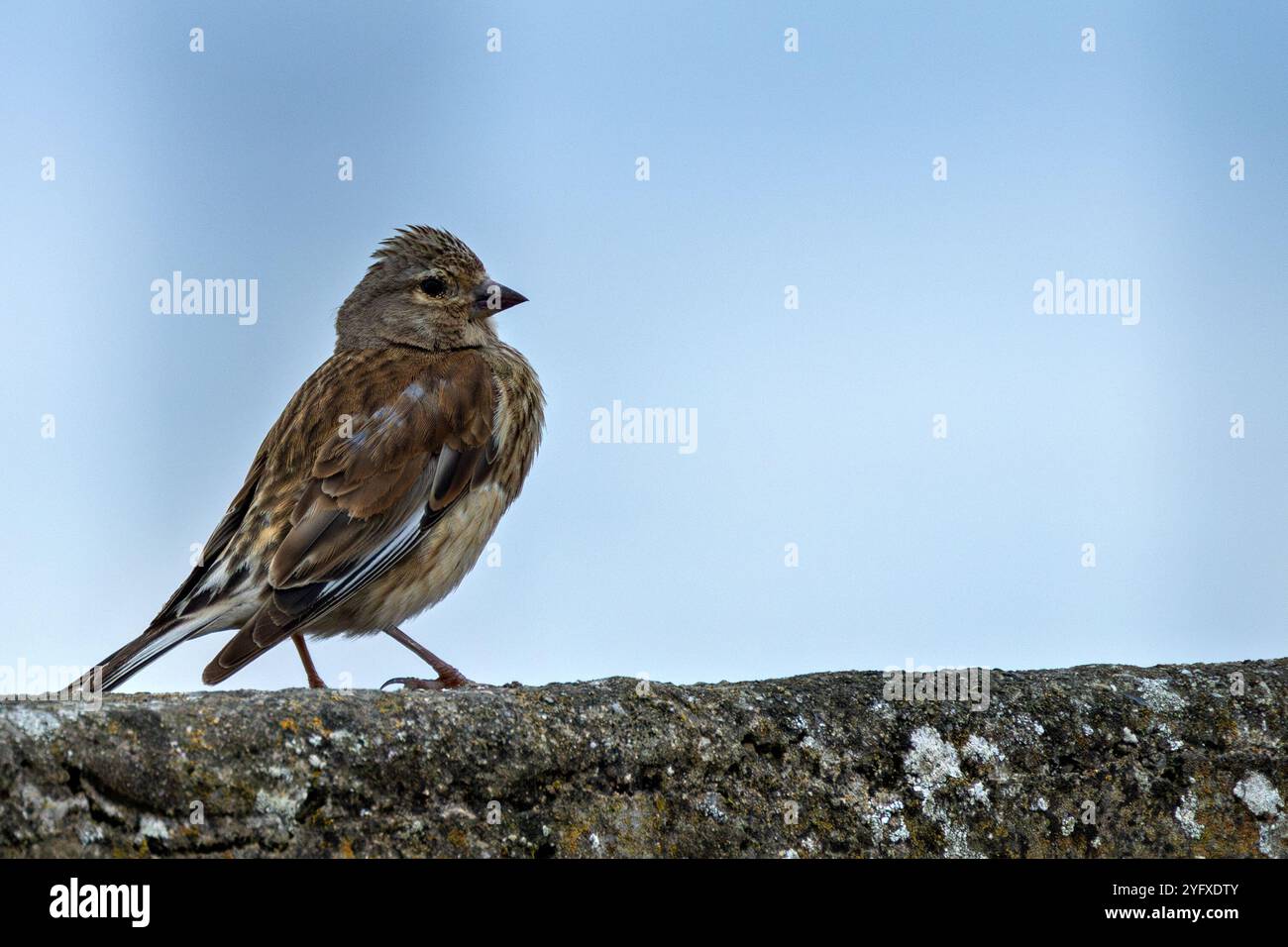 Female Linnet with subtle brown and grey plumage. Feeds on seeds and ...