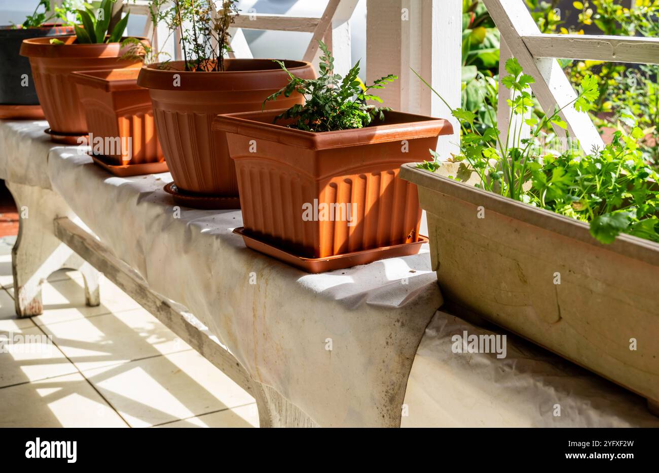 Plastic nursery pots for homegrown plants inside an open sunlit veranda ...