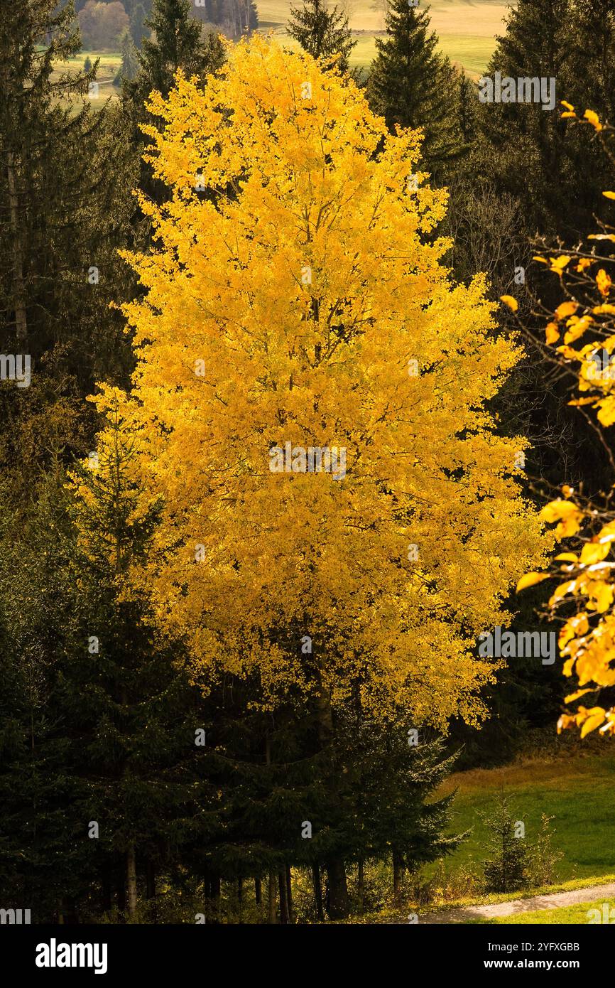 Gelber laubbaum hi-res stock photography and images - Alamy