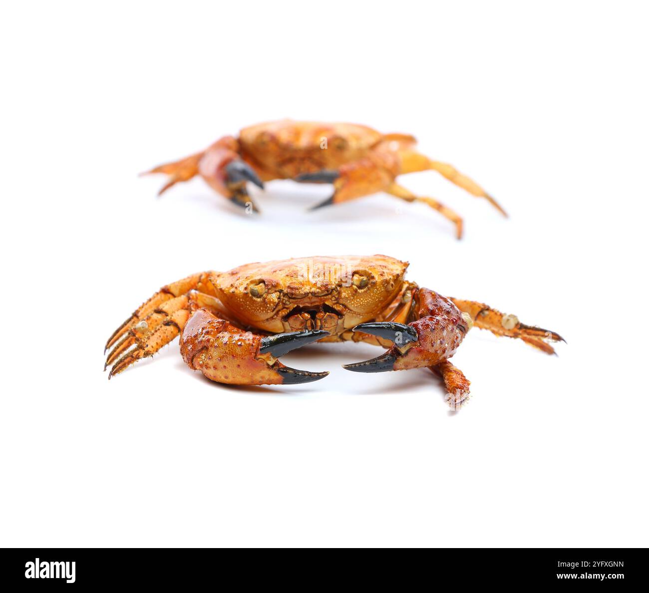 Two crabs on beach hi-res stock photography and images - Alamy