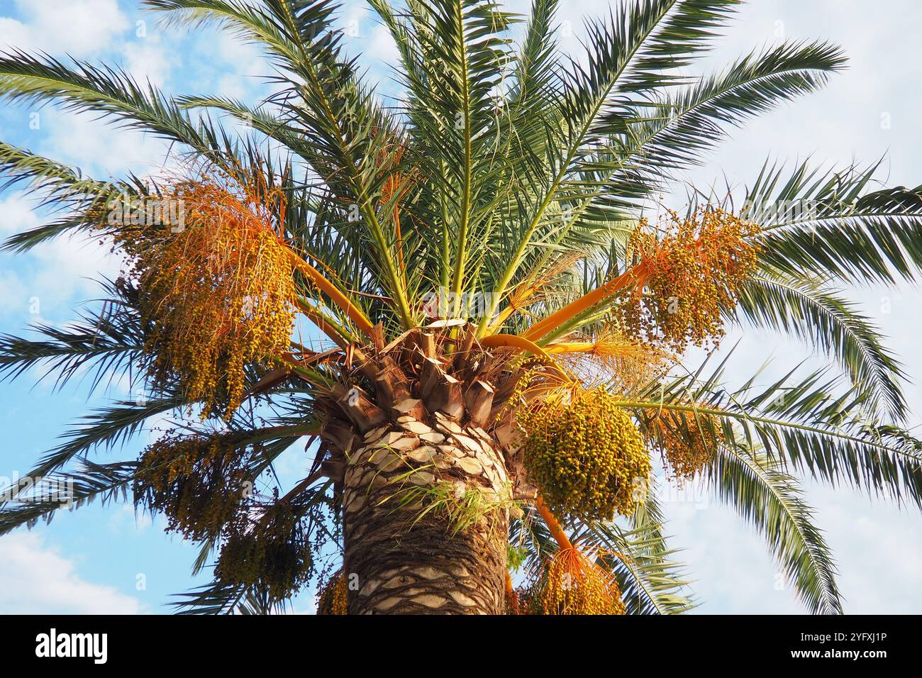 Ripening dates fruit on a palm tree branches, Phoenix dactylifera ...