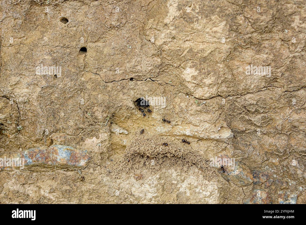 Ant housing hi-res stock photography and images - Alamy