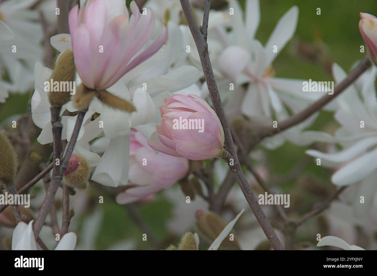Magnolia photography hi-res stock photography and images - Alamy