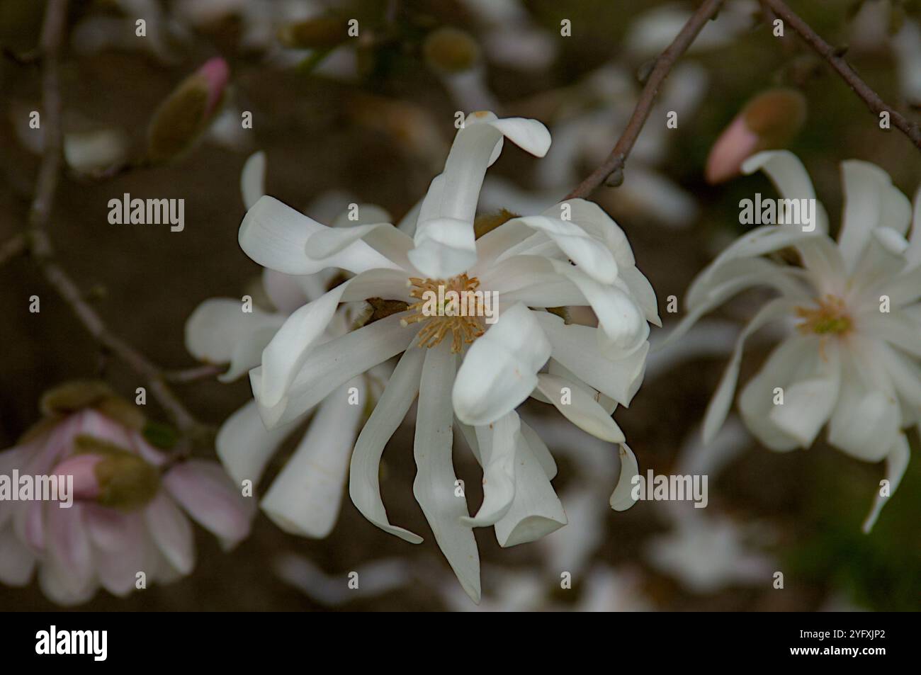 Magnolia photography hi-res stock photography and images - Alamy