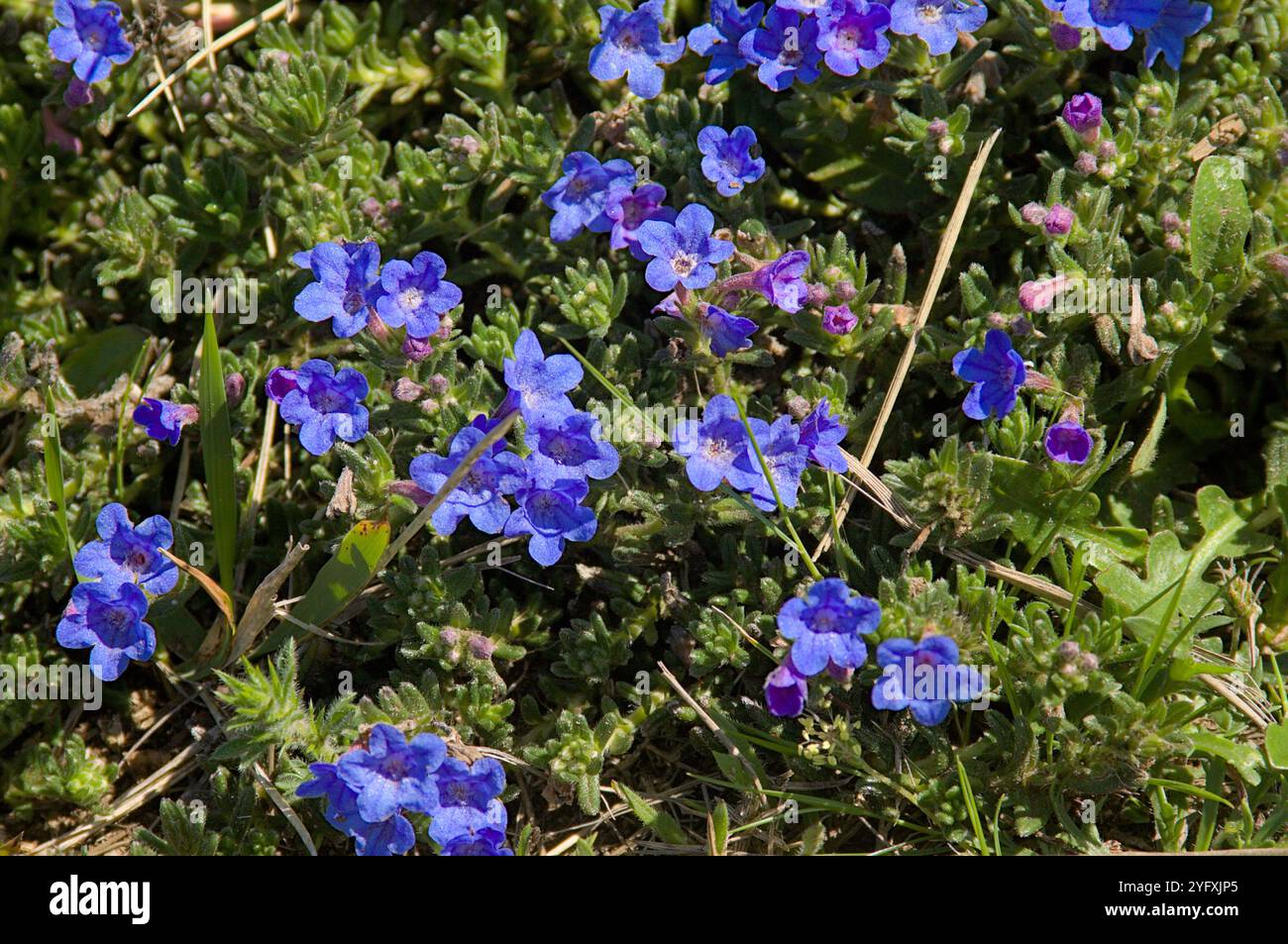 Boraginaceae hi-res stock photography and images - Alamy