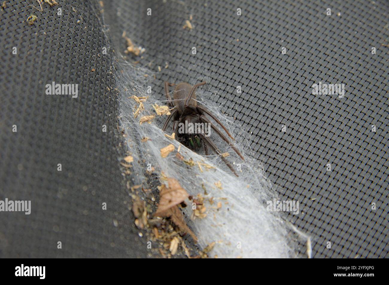 Chelicerae hi-res stock photography and images - Alamy