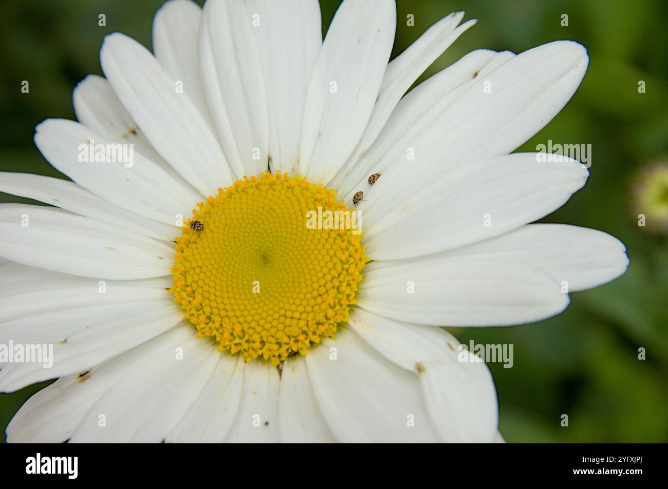Daisy with bugs Stock Photo - Alamy