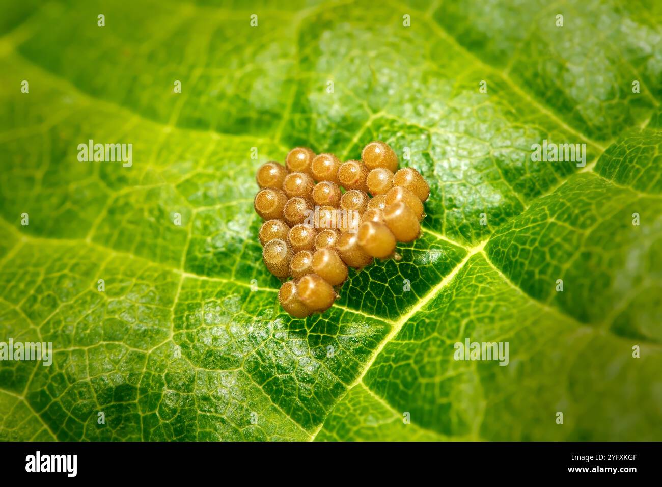 Brown insect eggs group on the upper side of a green leaf Stock Photo ...