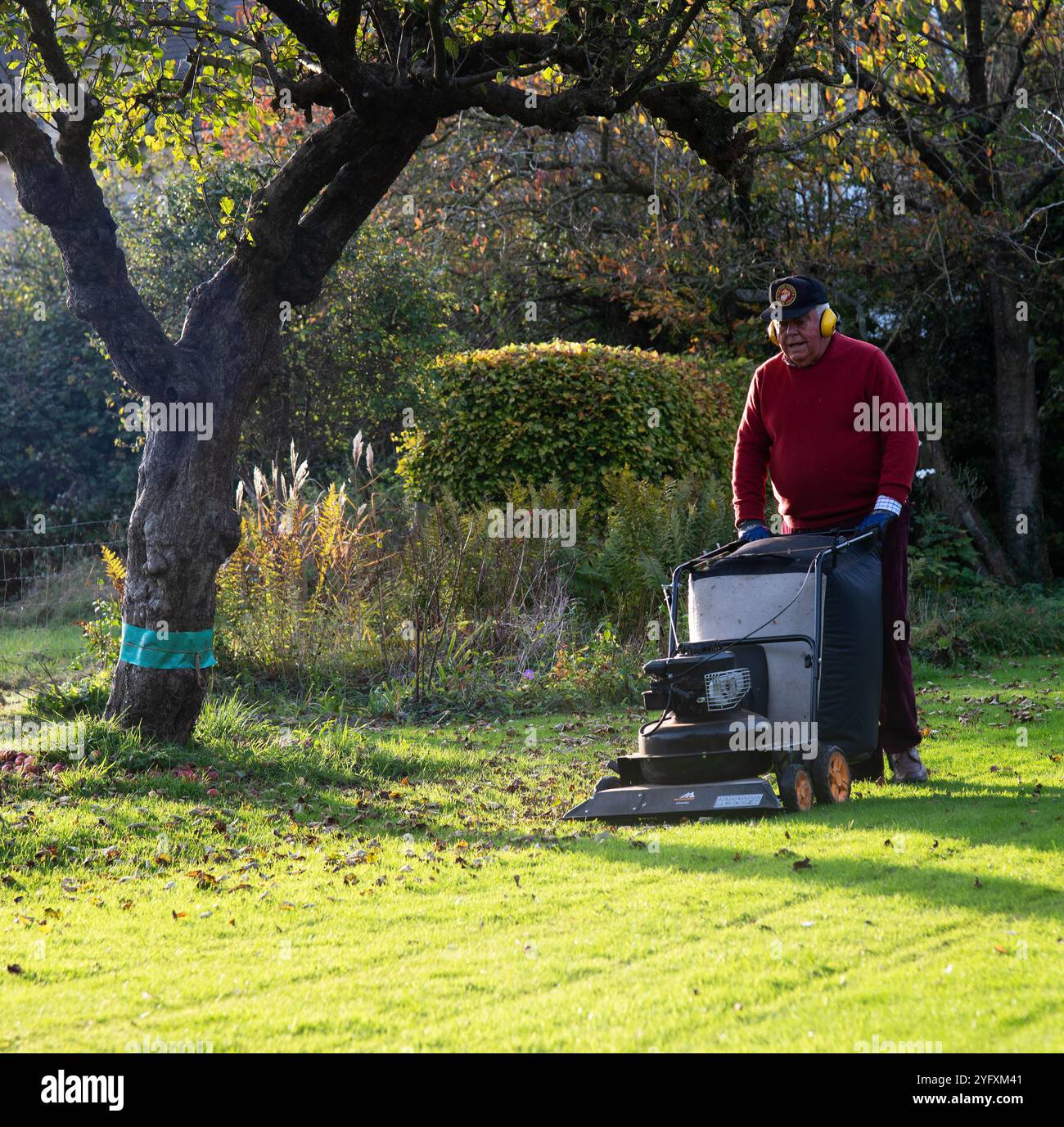 Scattered leaf hi-res stock photography and images - Alamy