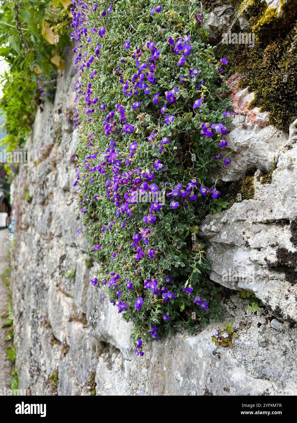 Vibrant purple flowers beautifully cascade down an old, moss-covered ...