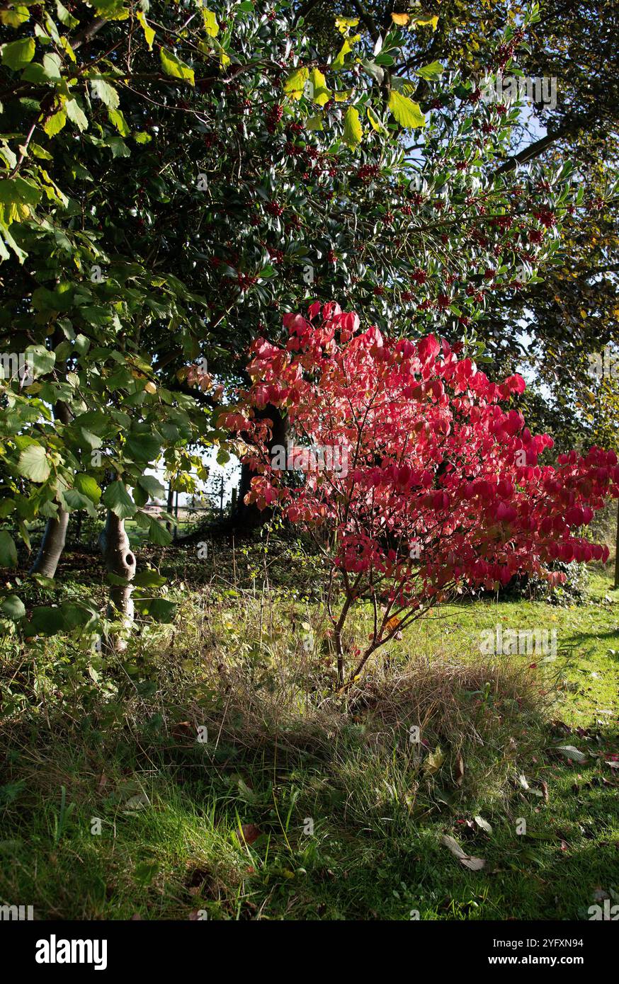 Spindle-tree adds 'Turner touch' of red Stock Photo - Alamy