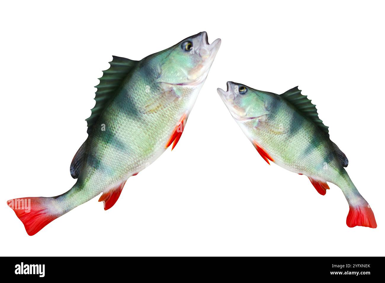 Cattail animal isolated hi-res stock photography and images - Alamy