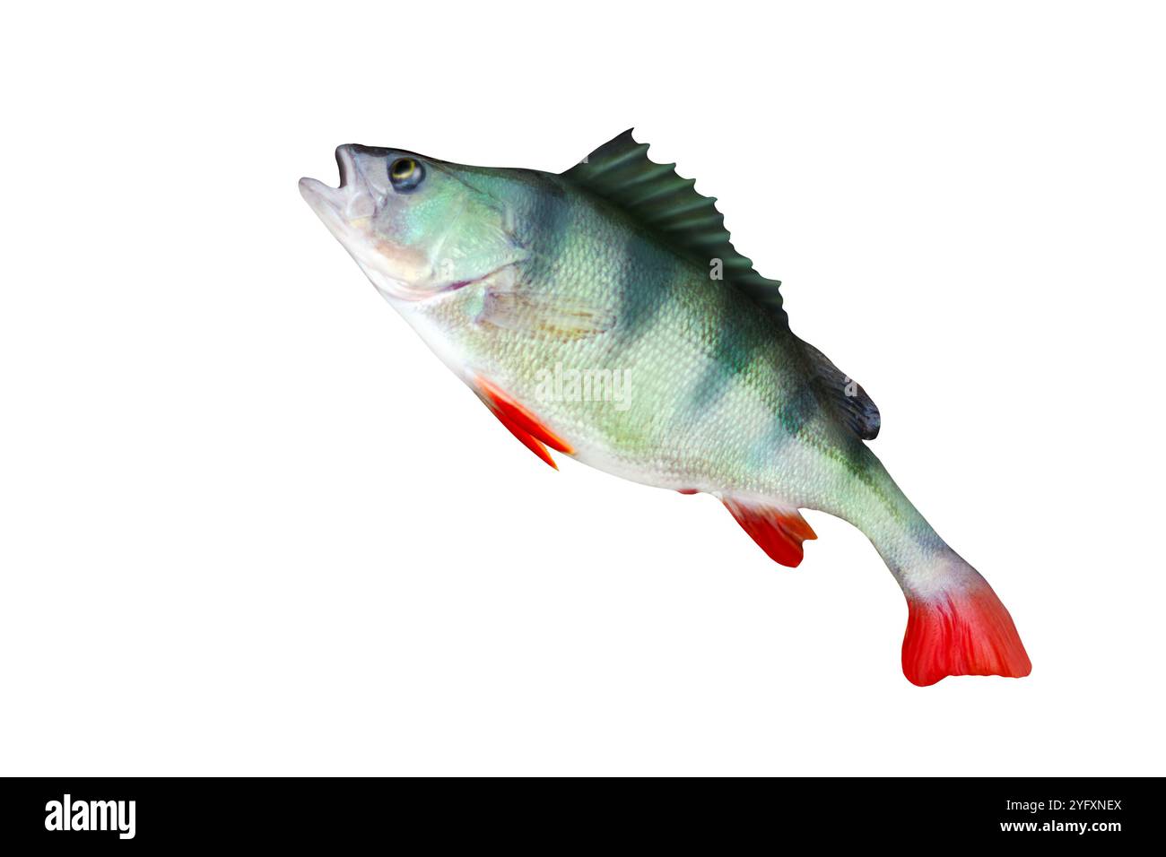 perch isolated on white background Stock Photo - Alamy