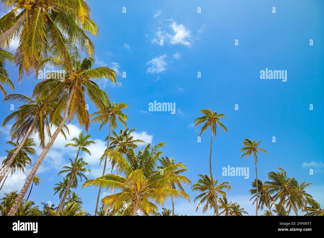 View from below of tropical palm trees in San Andres Island, Colombia ...