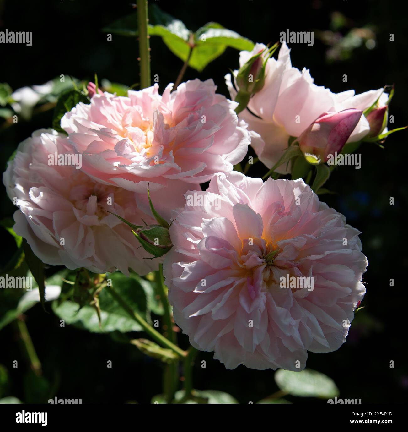 The David Austin rose Rosa 'Elizabeth' in honour of HM The Queen's Platinum Jubilee;a soft ...